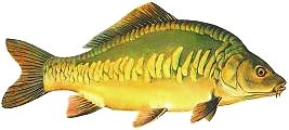 Karp-Cyprinus carpio L-Carp - Karp Polska Wigilijna Ryba