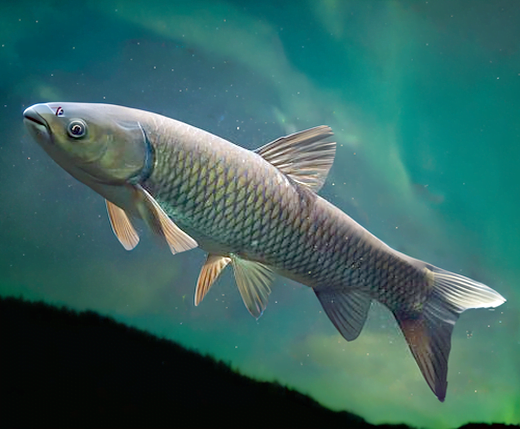 Amur biały - (Ctenopharyngodon idella) - Grass carp