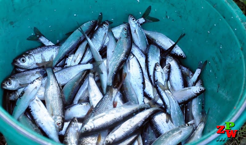 Jelec - (Leuciscus leuciscus) - Common dace - Ryba naszych wód