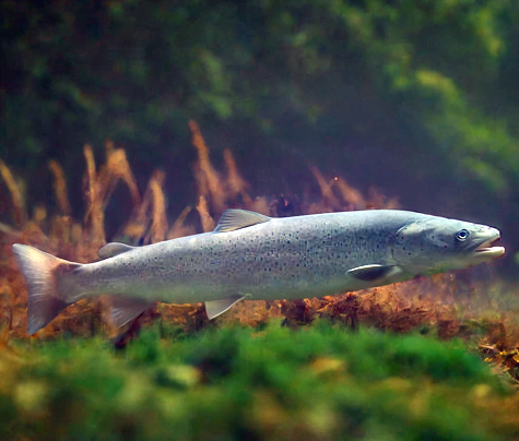 Jelec - (Leuciscus leuciscus) - Common dace - Ryba naszych wód