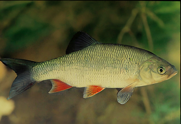 Jaź - (Leuciscus idus L.) - Common Dace - Ryba naszych wód