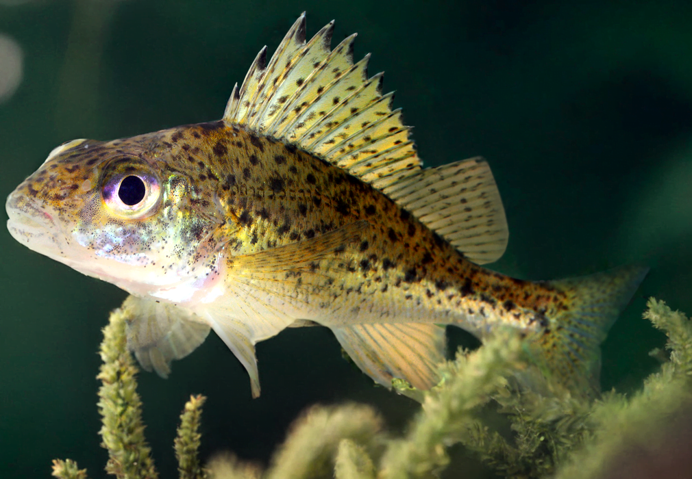 Jazgarz - (Gymnocephalus cernuus) - Ruffe - Ryba naszych wód