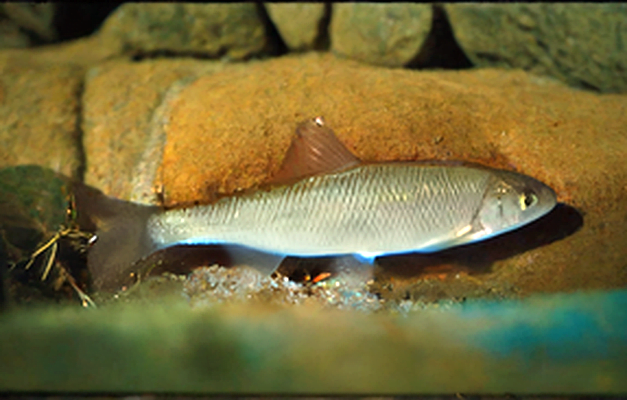 Krabik amerykański - Rhithropanopeus harrisii