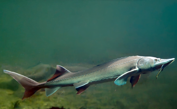 Sum - (Silurus glanis) - Wels catfish