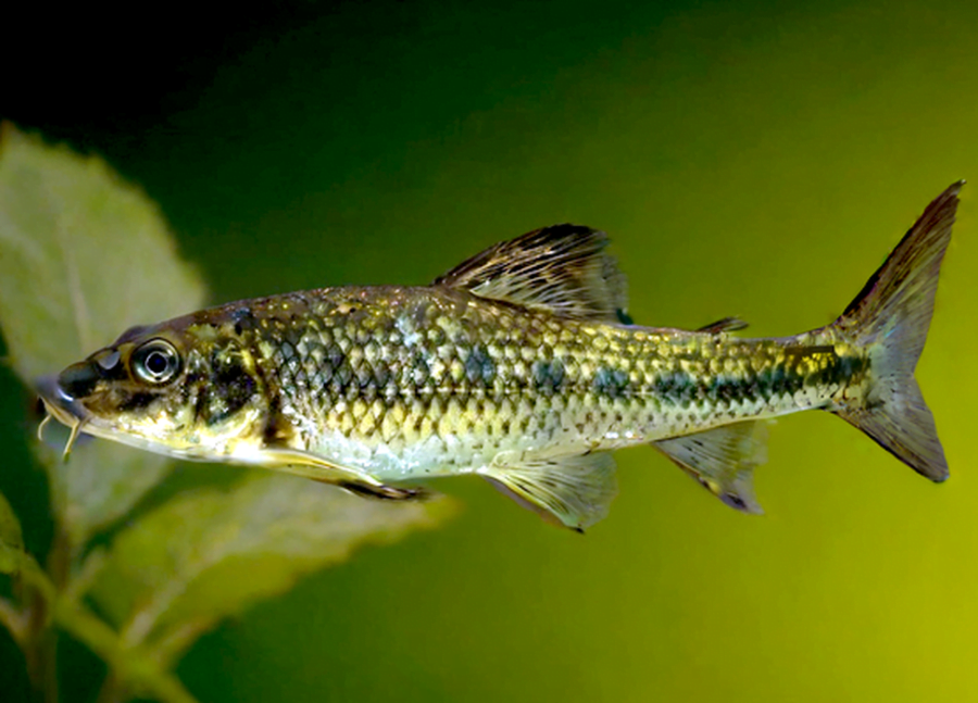 Flądra - (Platichthys flesus) - Plaice - Flounder - Ryba naszych wód