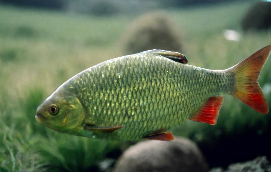Flądra - (Platichthys flesus) - Plaice - Flounder - Ryba naszych wód