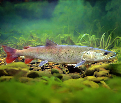 Minog rzeczny-Lampetra fluviatilis-River lamprey