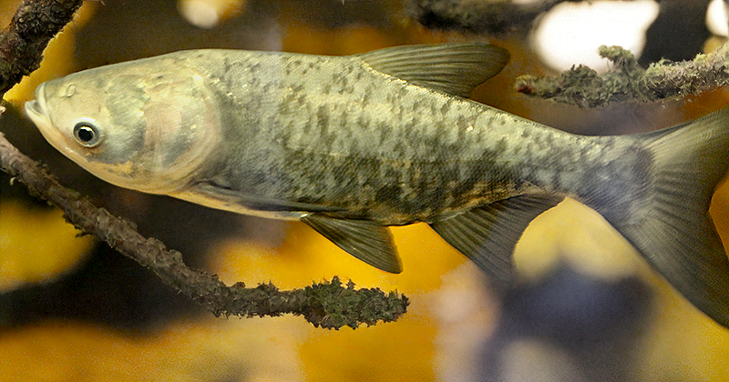 Jelec - (Leuciscus leuciscus) - Common dace - Ryba naszych wód