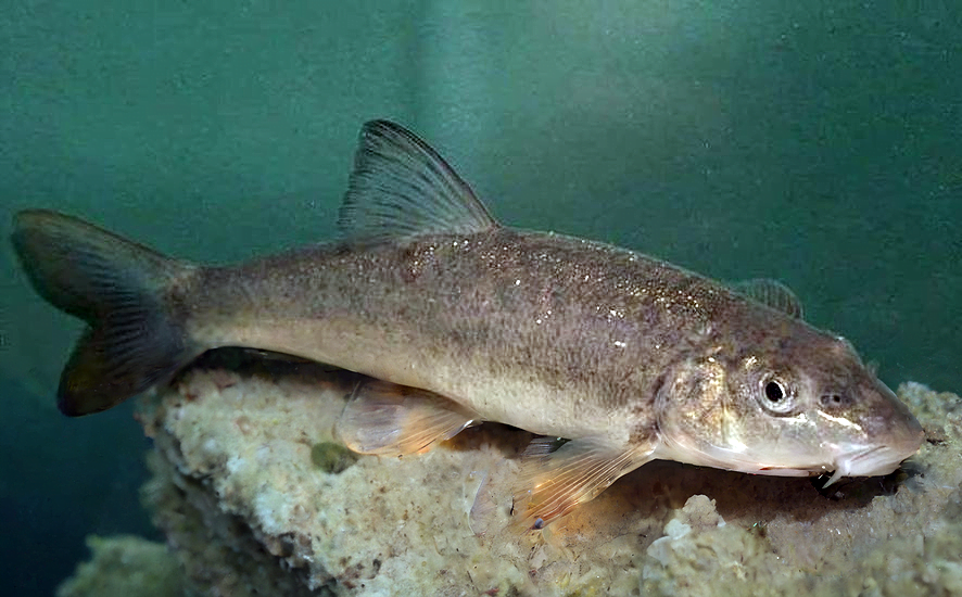 Lakmos : Climbing, Hiking & Mountaineering : SummitPost