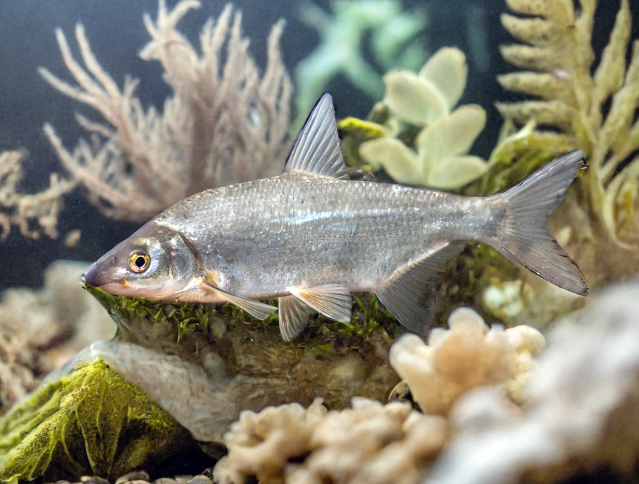 Certa - (Vimba vimba L.) - Blauwneus - Ryba naszych wód