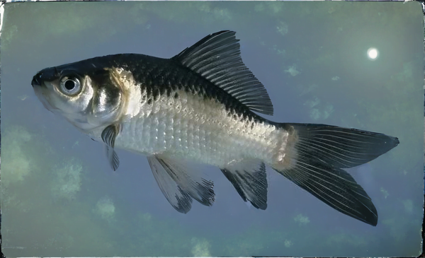 Certa - (Vimba vimba L.) - Blauwneus - Ryba naszych wód