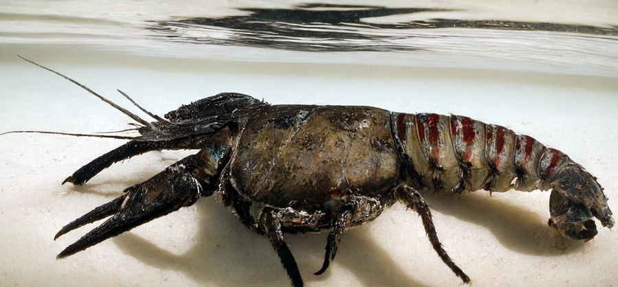 Czebaczek amurski (Pseudorasbora parva)