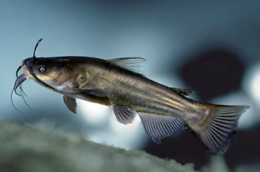 Sumik czarny (Ameiurus melas)