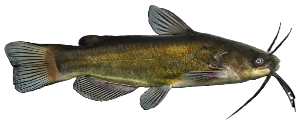 Sumik czarny (Ameiurus melas)