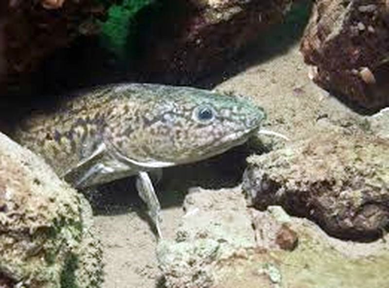 Certa - (Vimba vimba L.) - Blauwneus - Ryba naszych wód