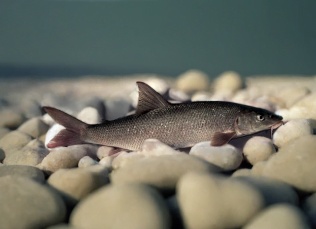Jelec - (Leuciscus leuciscus) - Common dace - Ryba naszych wód