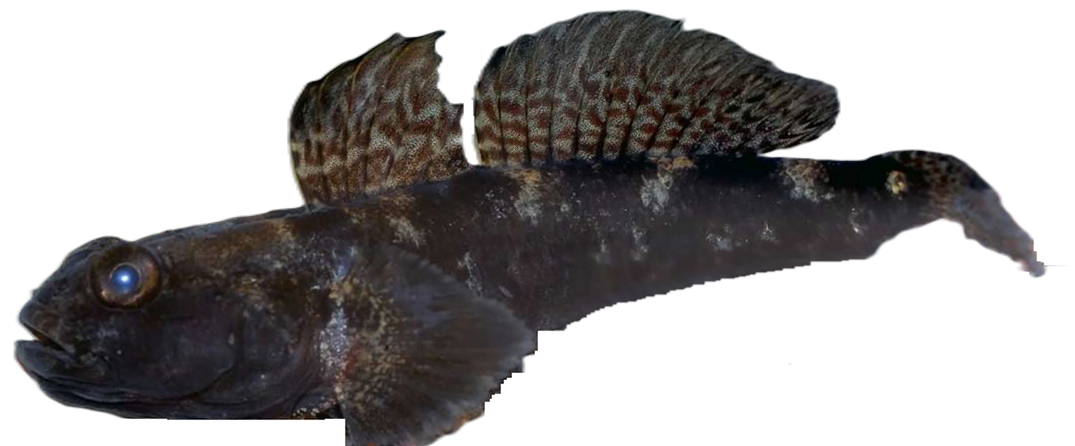 Polskie Babki - fakty i mity dotyczące gatunku Gobiidae