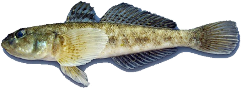 Polskie Babki - fakty i mity dotyczące gatunku Gobiidae